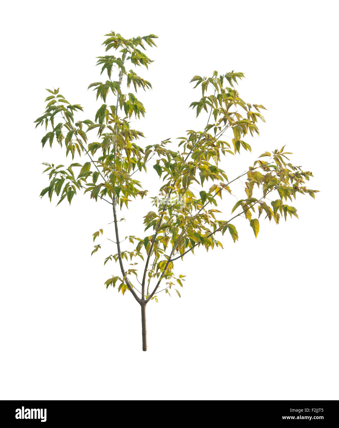 White walnut tree hi-res stock photography and images - Alamy