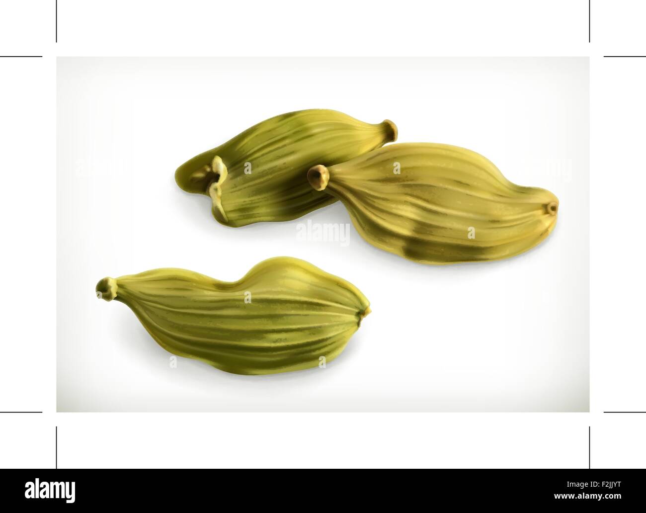 Cardamom vector icons, isolated on white background Stock Vector Image ...