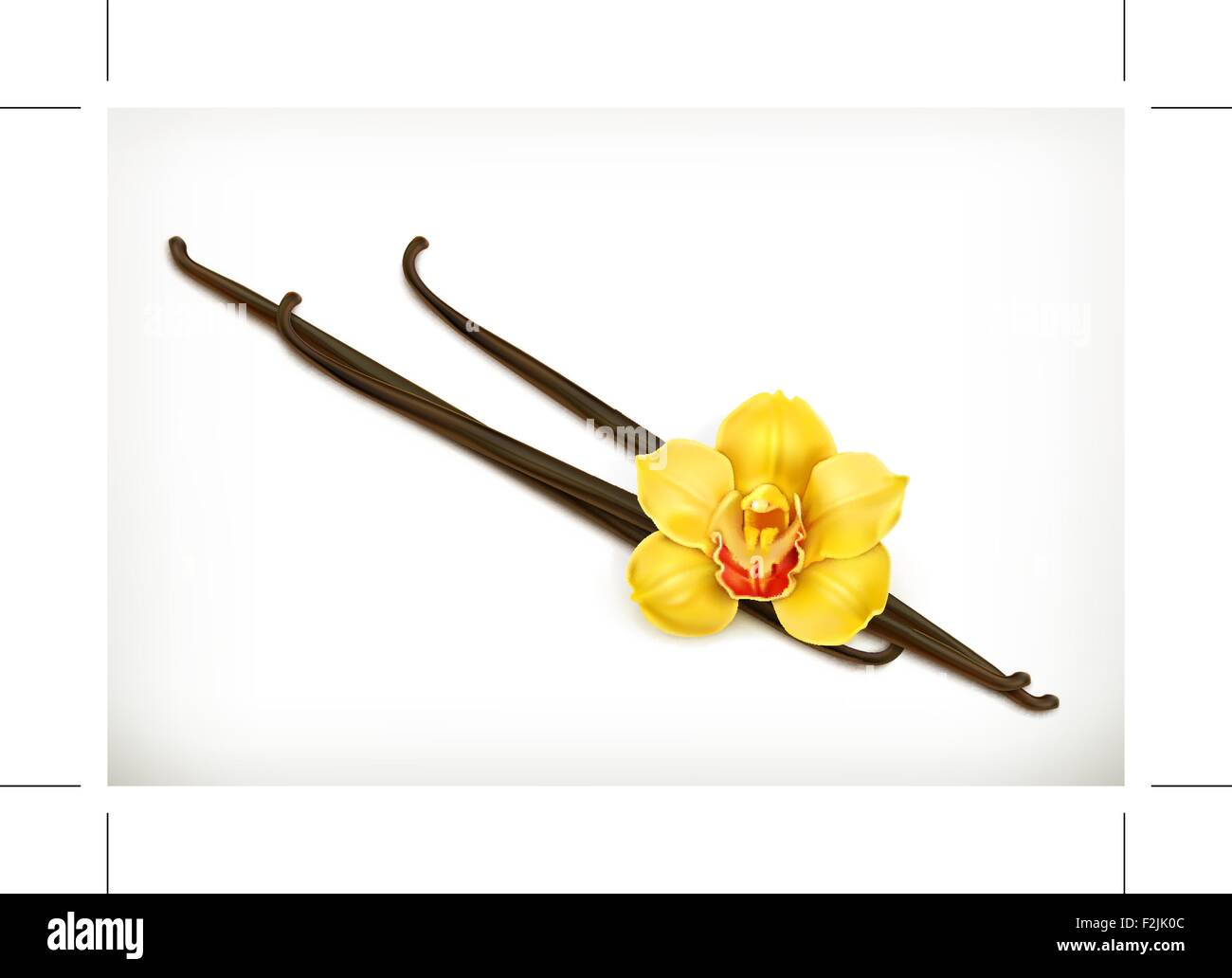 Vanilla vector icon, isolated on white background Stock Vector Image ...