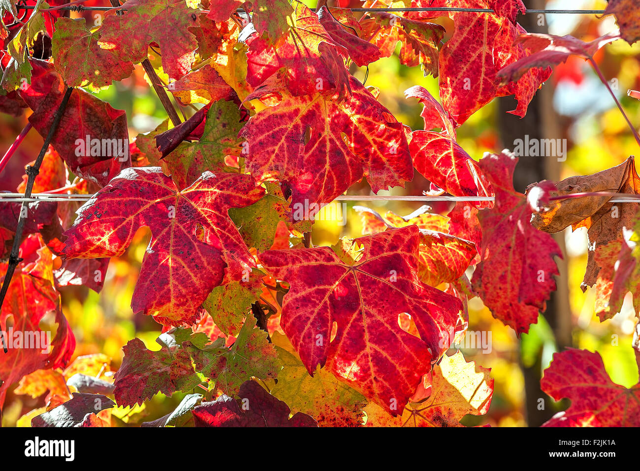Red and orange grape leaves in autumn on vineyards of Piedmont ...