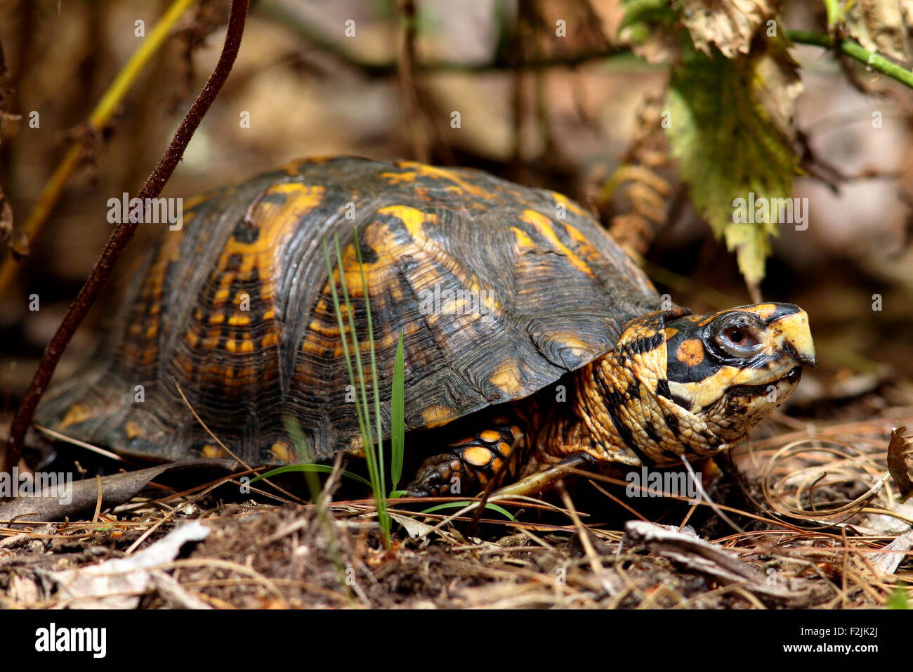 Box turtle hi-res stock photography and images - Alamy