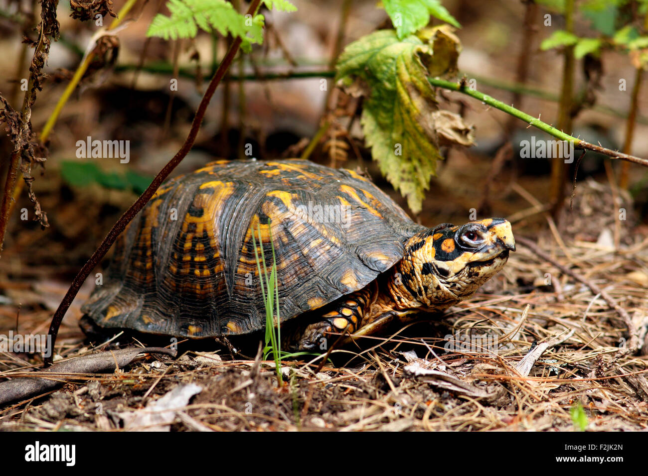 Eastern Box Turtle High Resolution Stock Photography and Images - Alamy