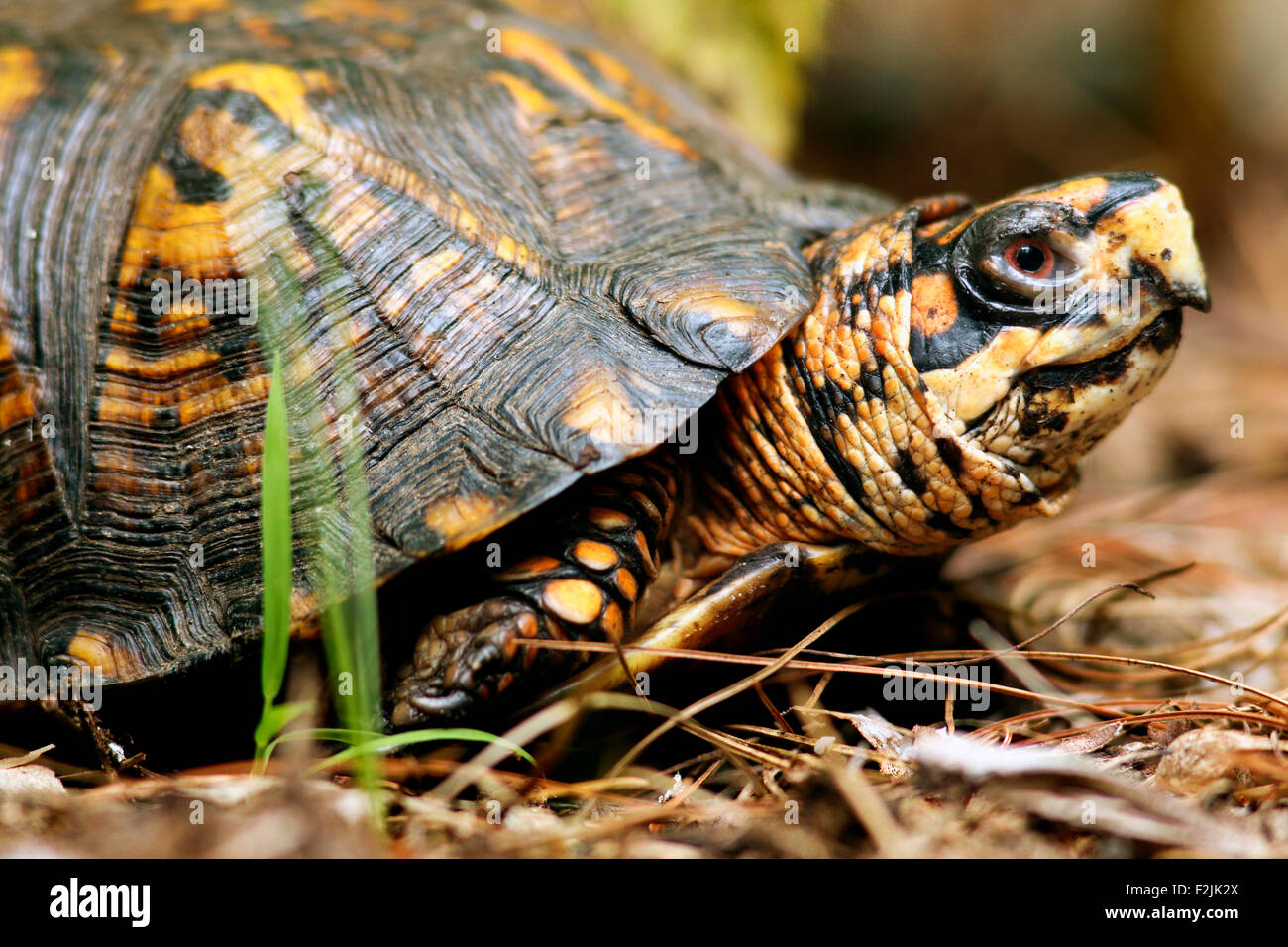 Box turtle hi-res stock photography and images - Alamy