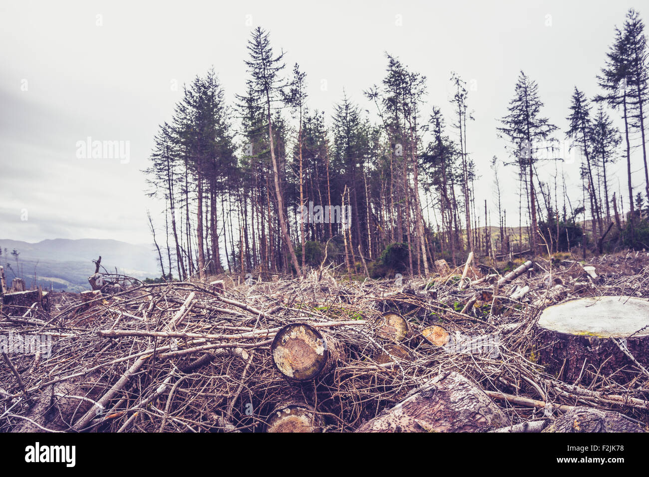 Scarce trees hi-res stock photography and images - Alamy