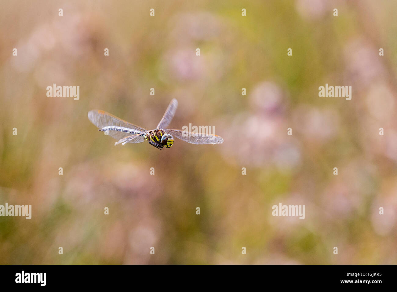 A Common Hawker dragonfly in mid flight at Cors Ian, Ceredigion Stock ...