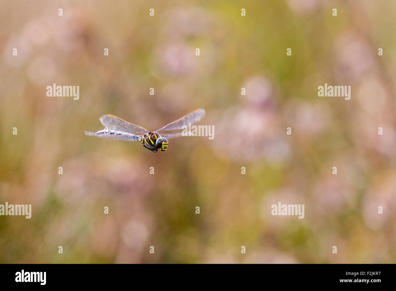 A Common Hawker dragonfly in mid flight at Cors Ian, Ceredigion Stock ...