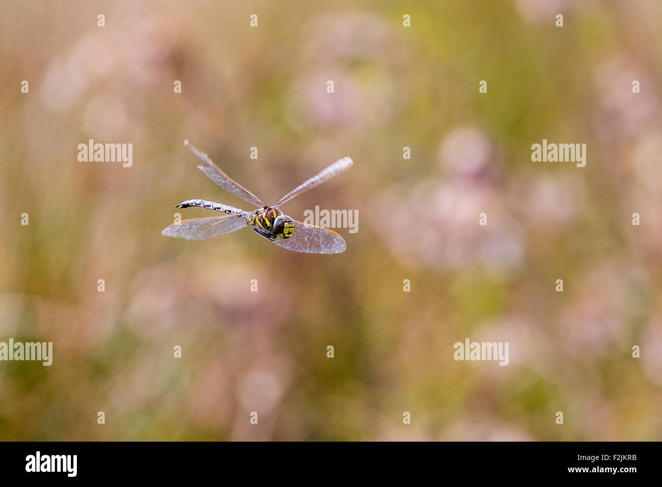 A Common Hawker dragonfly in mid flight at Cors Ian, Ceredigion Stock ...