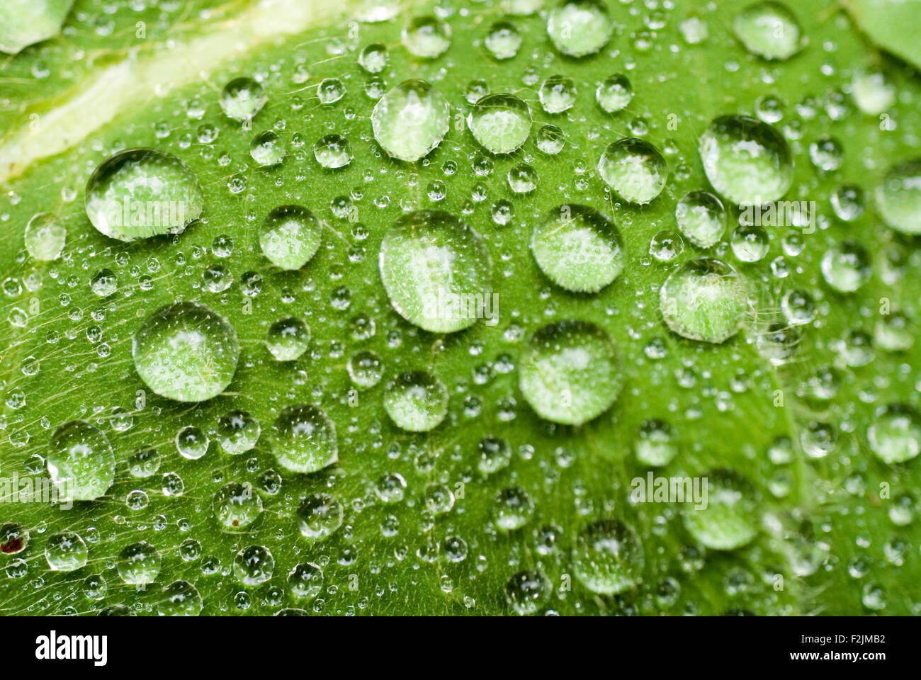 Dropping water leave hi-res stock photography and images - Alamy