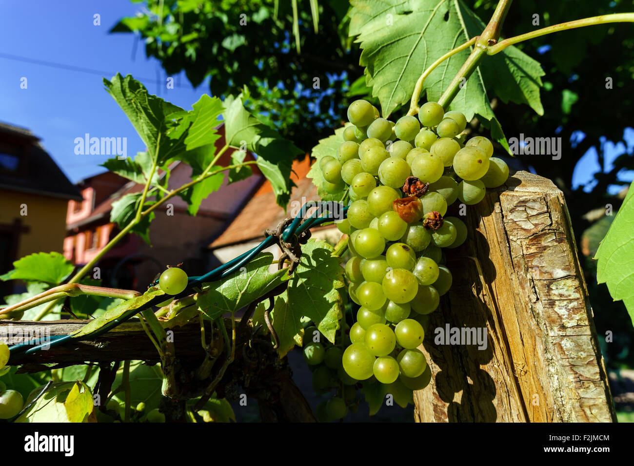Grape muscat hi-res stock photography and images - Alamy