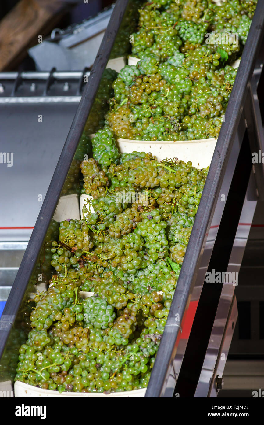 Automatic conveyor for grape bunches into the press, wine producing ...