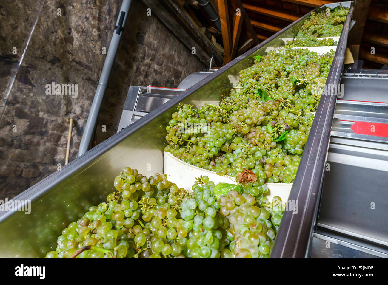 Automatic conveyor for grape bunches into the press, wine producing ...