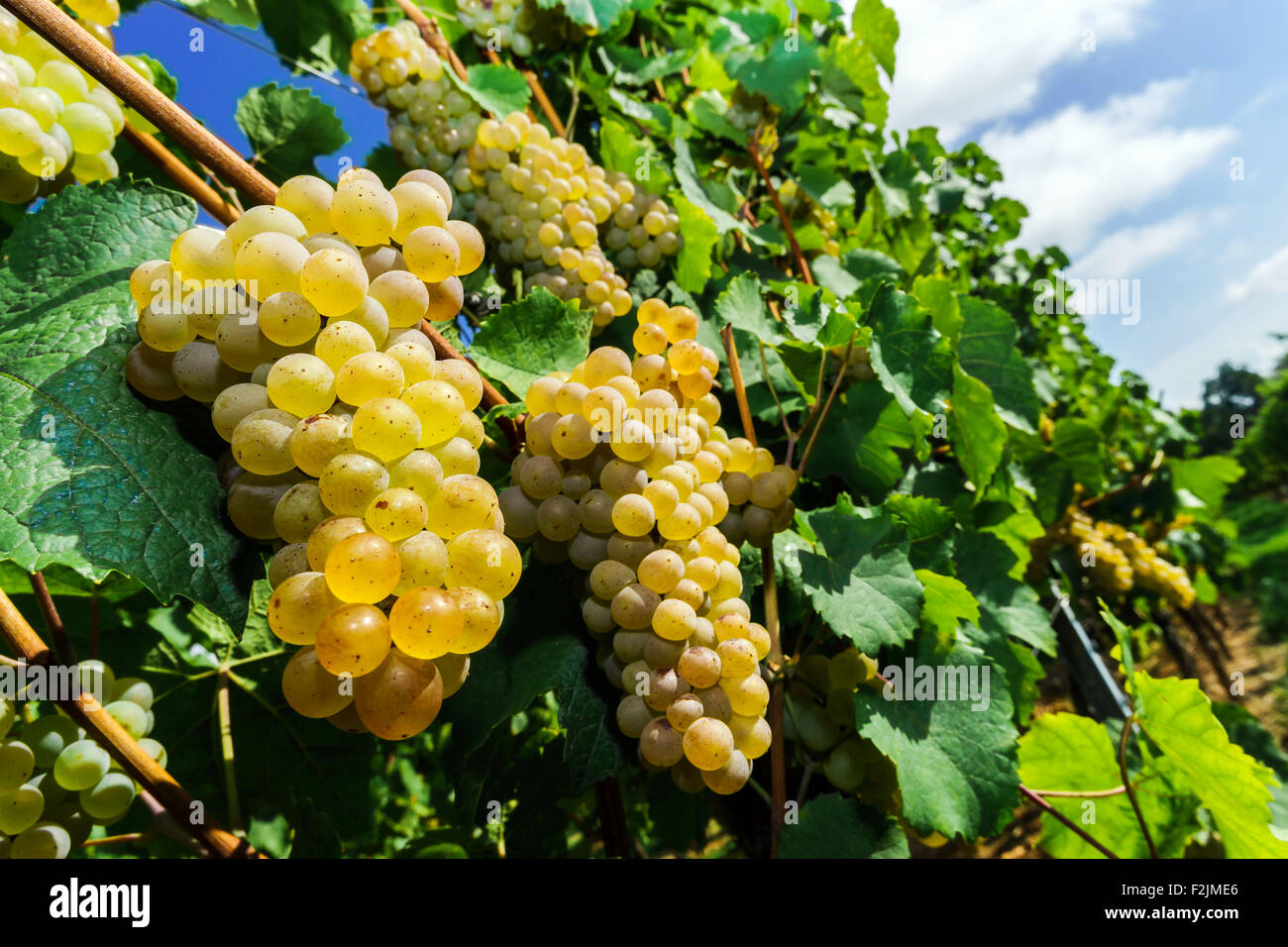 Muscat grape bunch on the sun, vine harvest, France Stock Photo - Alamy