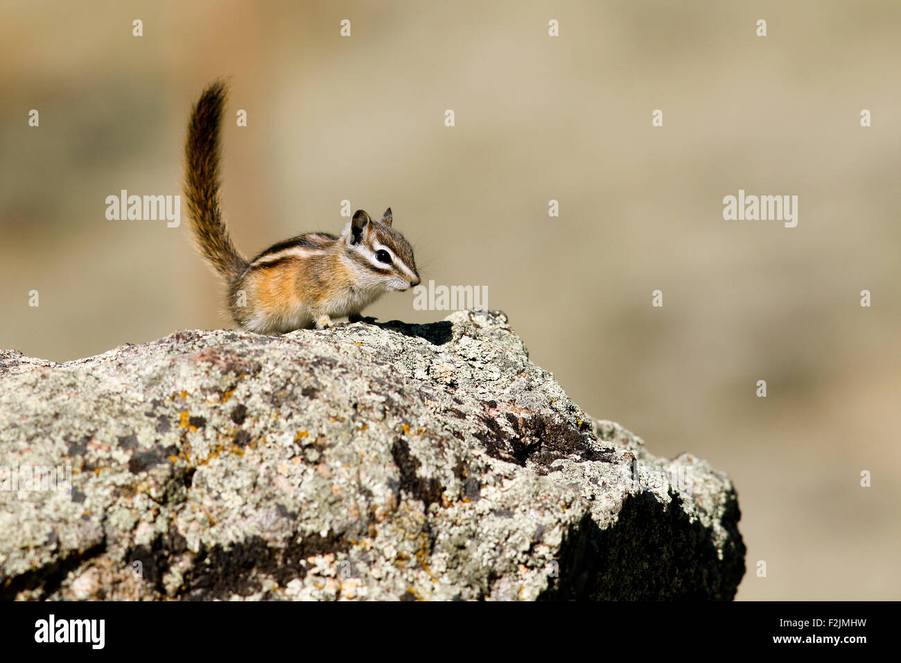 Least chipmunk (Tamias minimus) - Rocky Mountain National Park, Estes ...