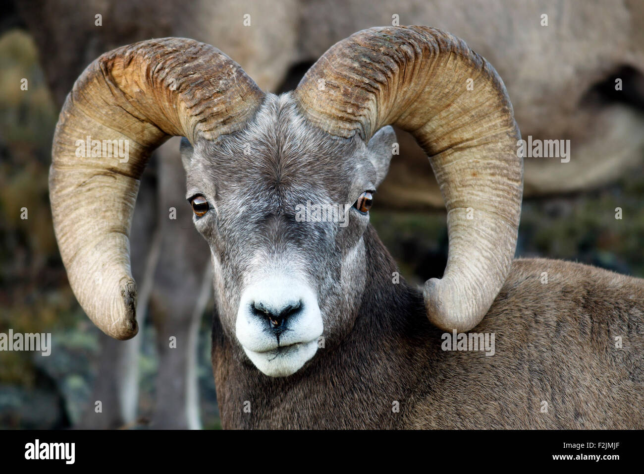 Rocky mountain bighorn sheep hi-res stock photography and images - Alamy