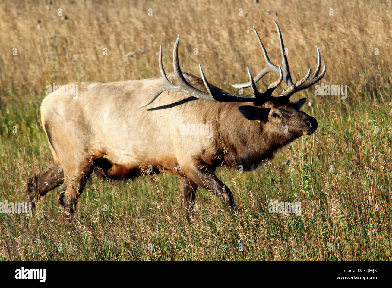 Bull Elk or Wapiti (Cervus canadensis) - Rocky Mountain National Park ...