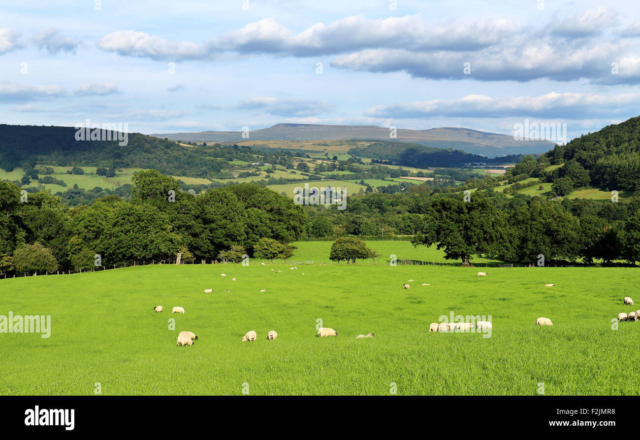 Welsh rural landscape hi-res stock photography and images - Alamy