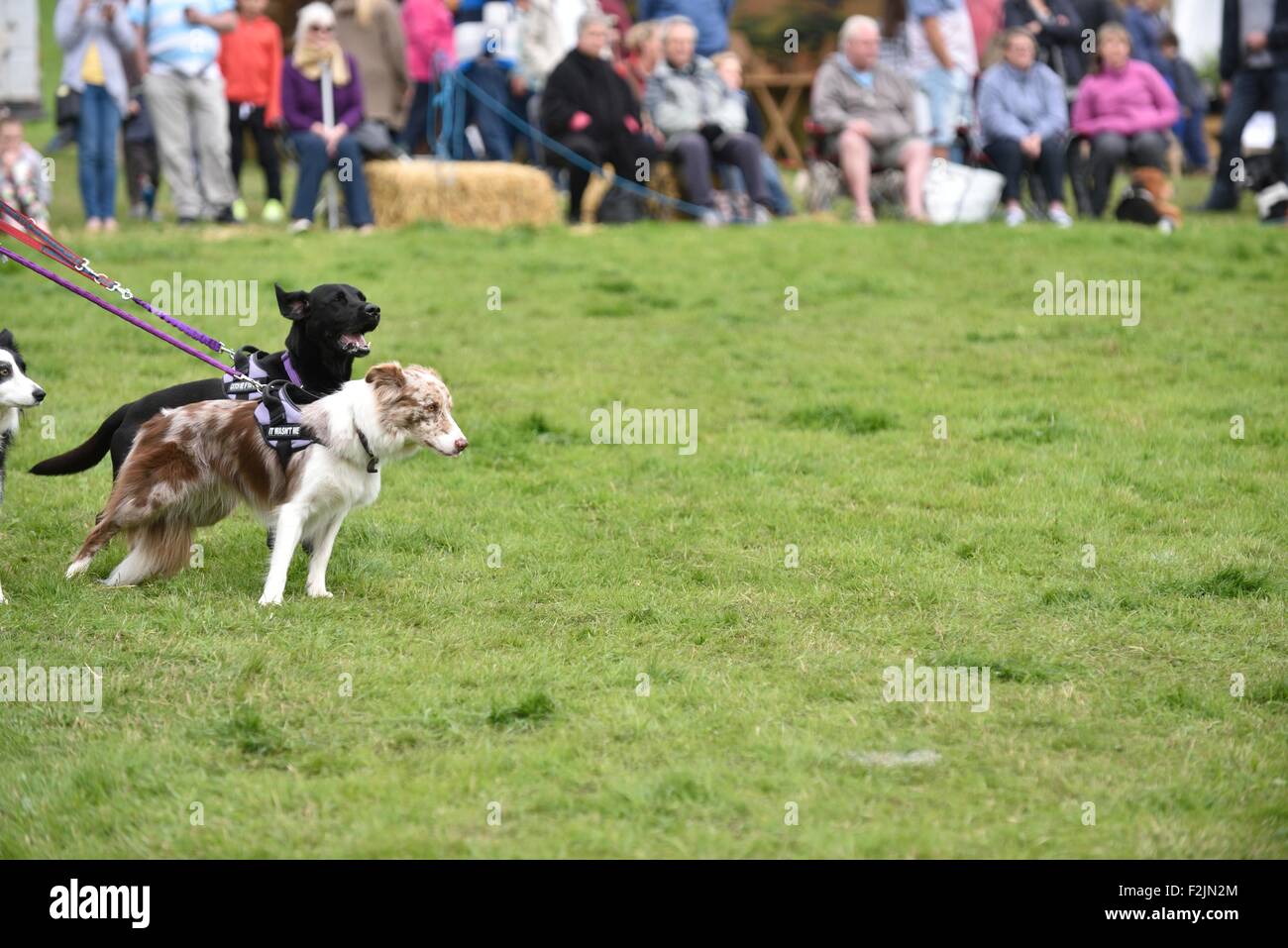 Little Hayfield Derbyshire UK 20th September 2015 Two dog strain at the ...