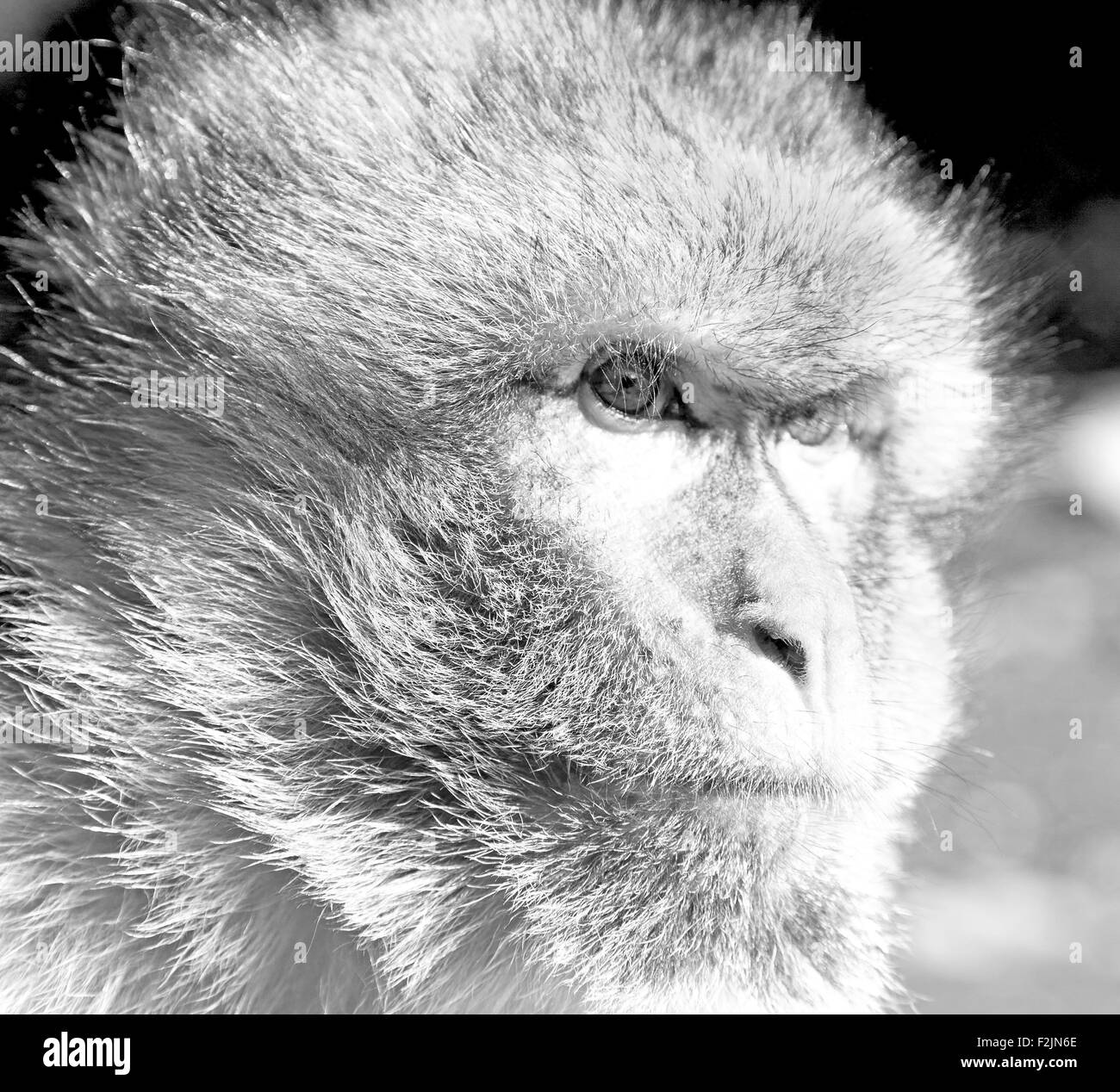 old monkey in africa morocco and natural background fauna close up ...