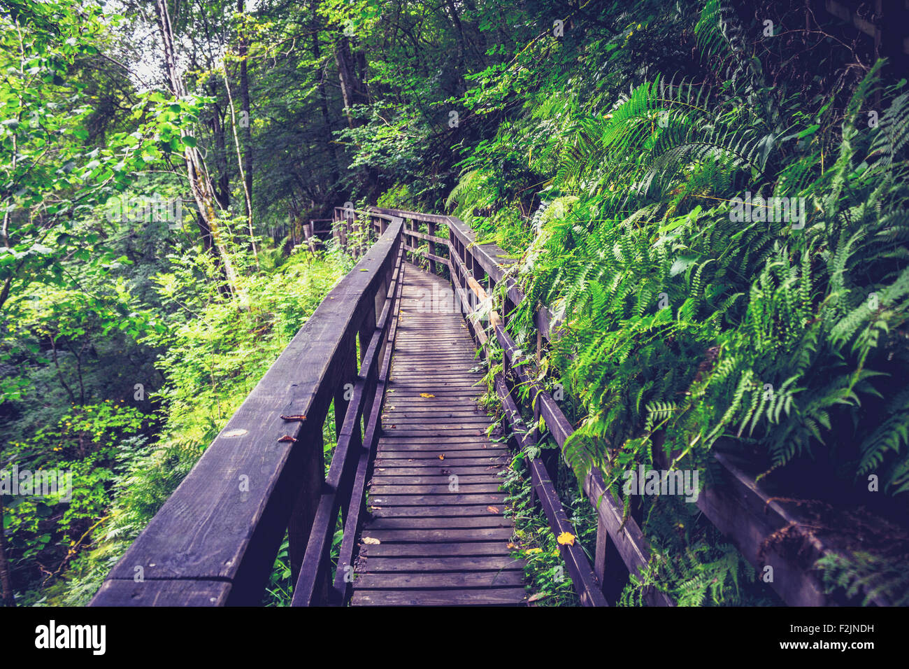 Wooden bridge in forest Stock Photo - Alamy