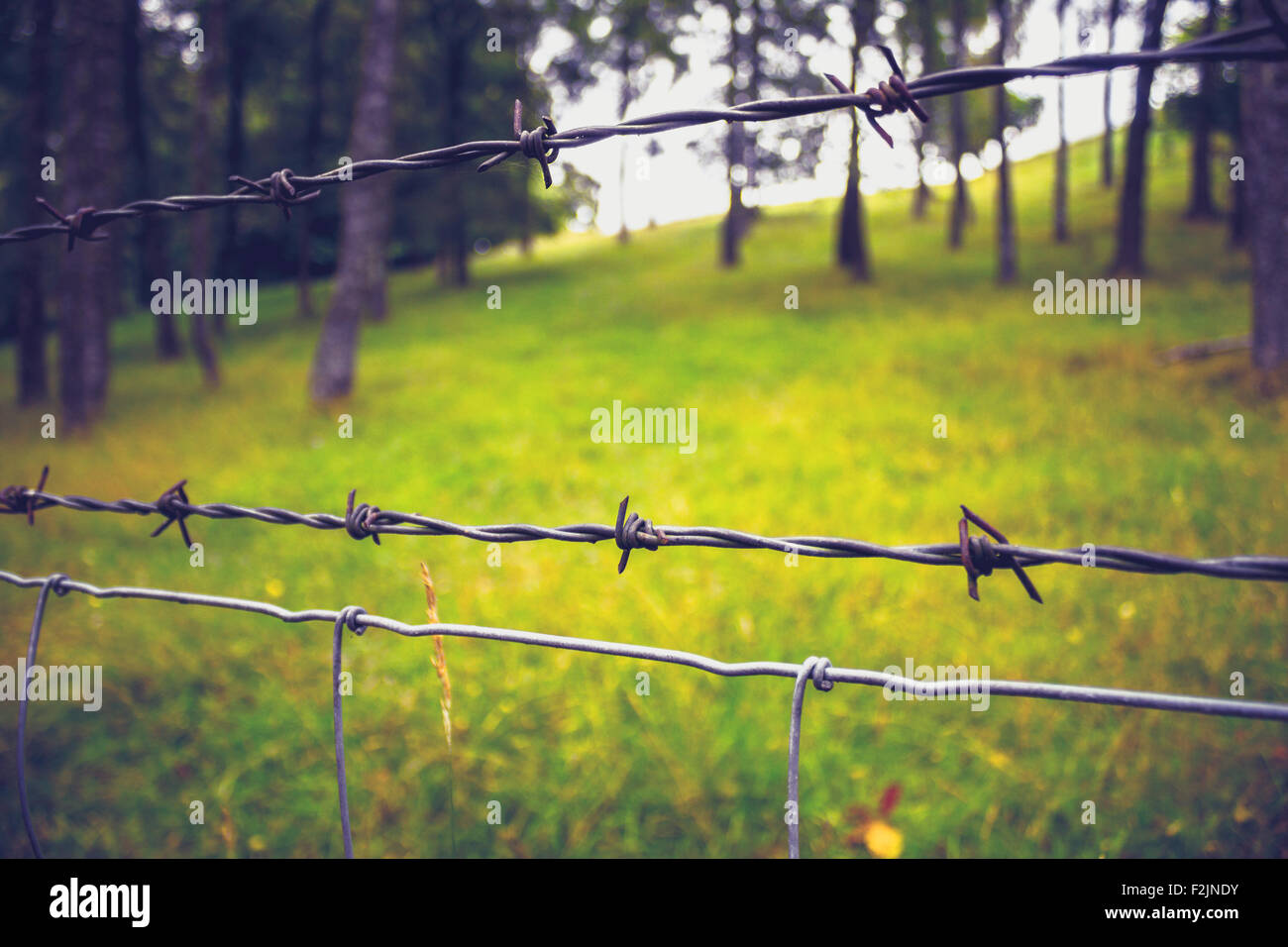Barb wire in forest Stock Photo - Alamy