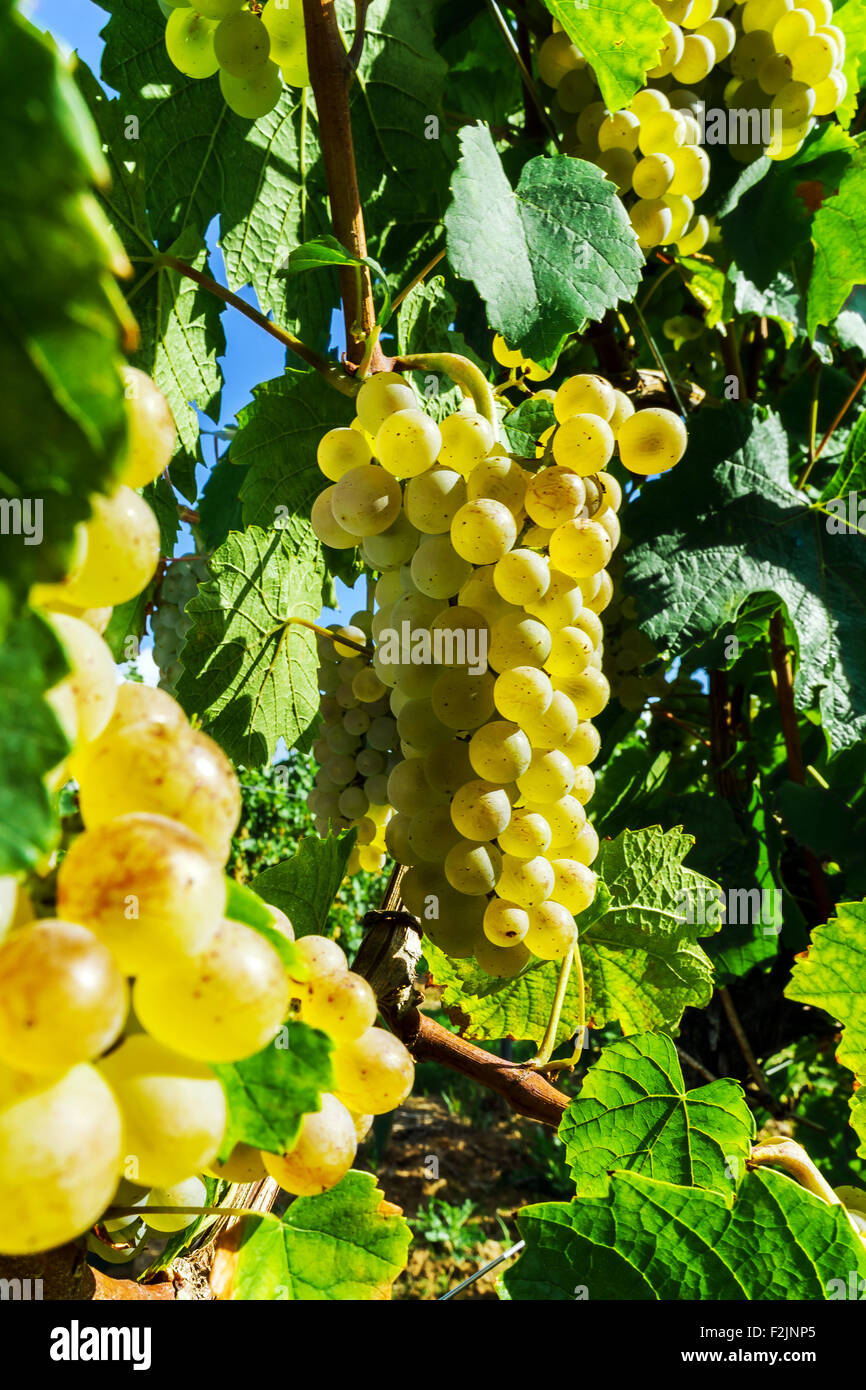 Muscat grape bunch on the sun, vine harvest, France Stock Photo - Alamy