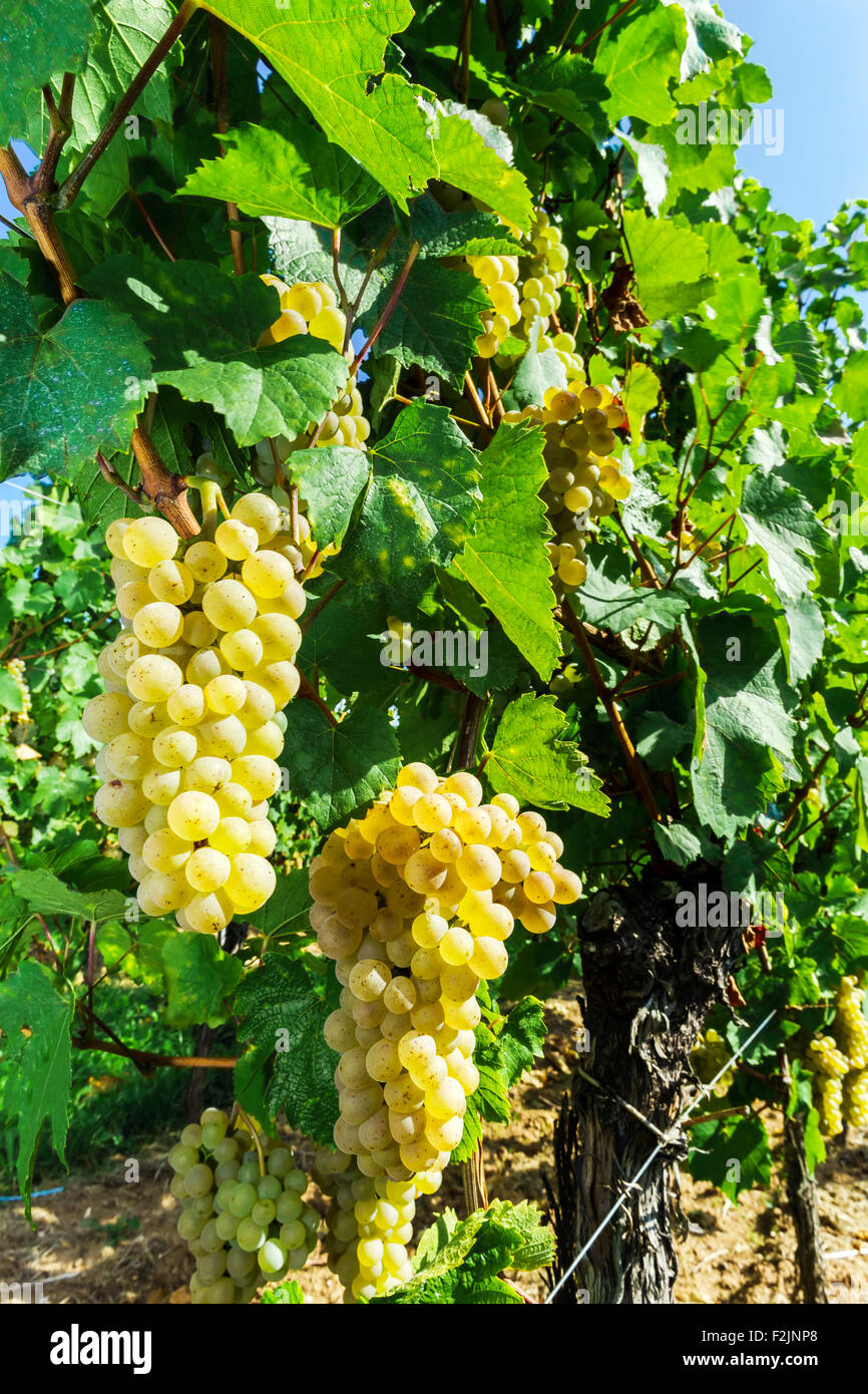 Muscat grape bunch on the sun, vine harvest, France Stock Photo - Alamy