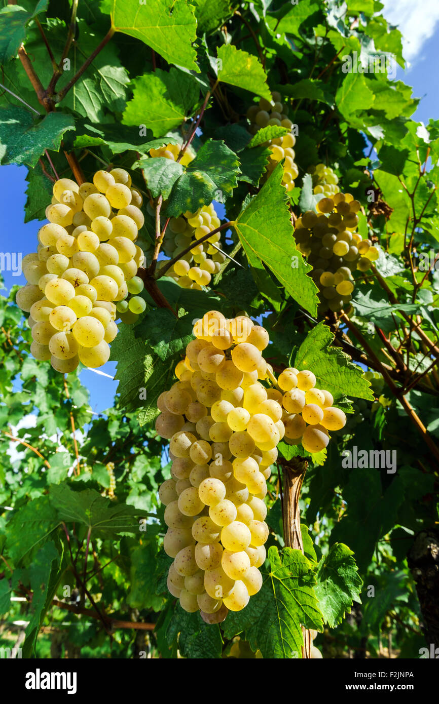 Muscat grape bunch on the sun, vine harvest, France Stock Photo - Alamy
