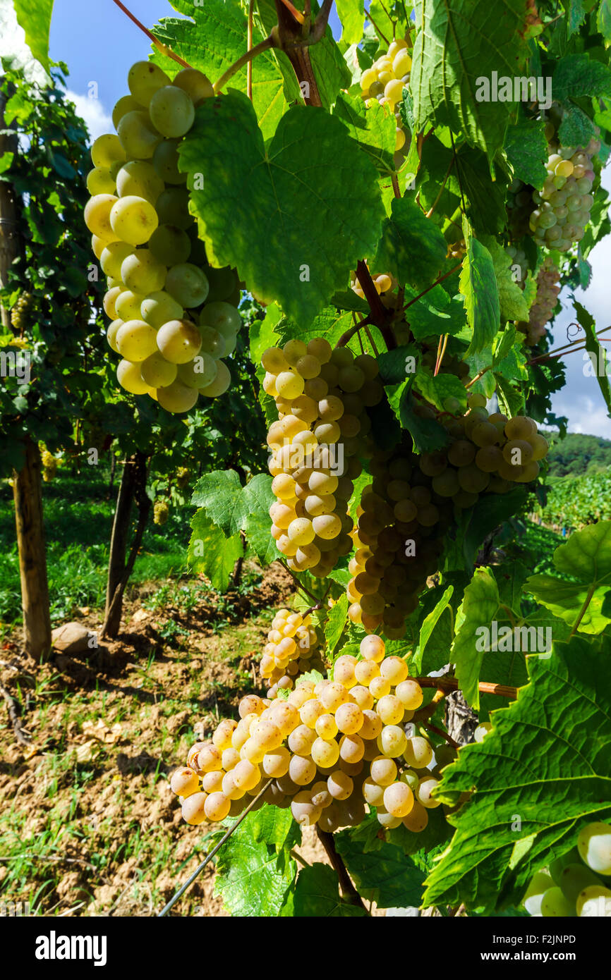 Muscat grape bunch on the sun, vine harvest, France Stock Photo - Alamy