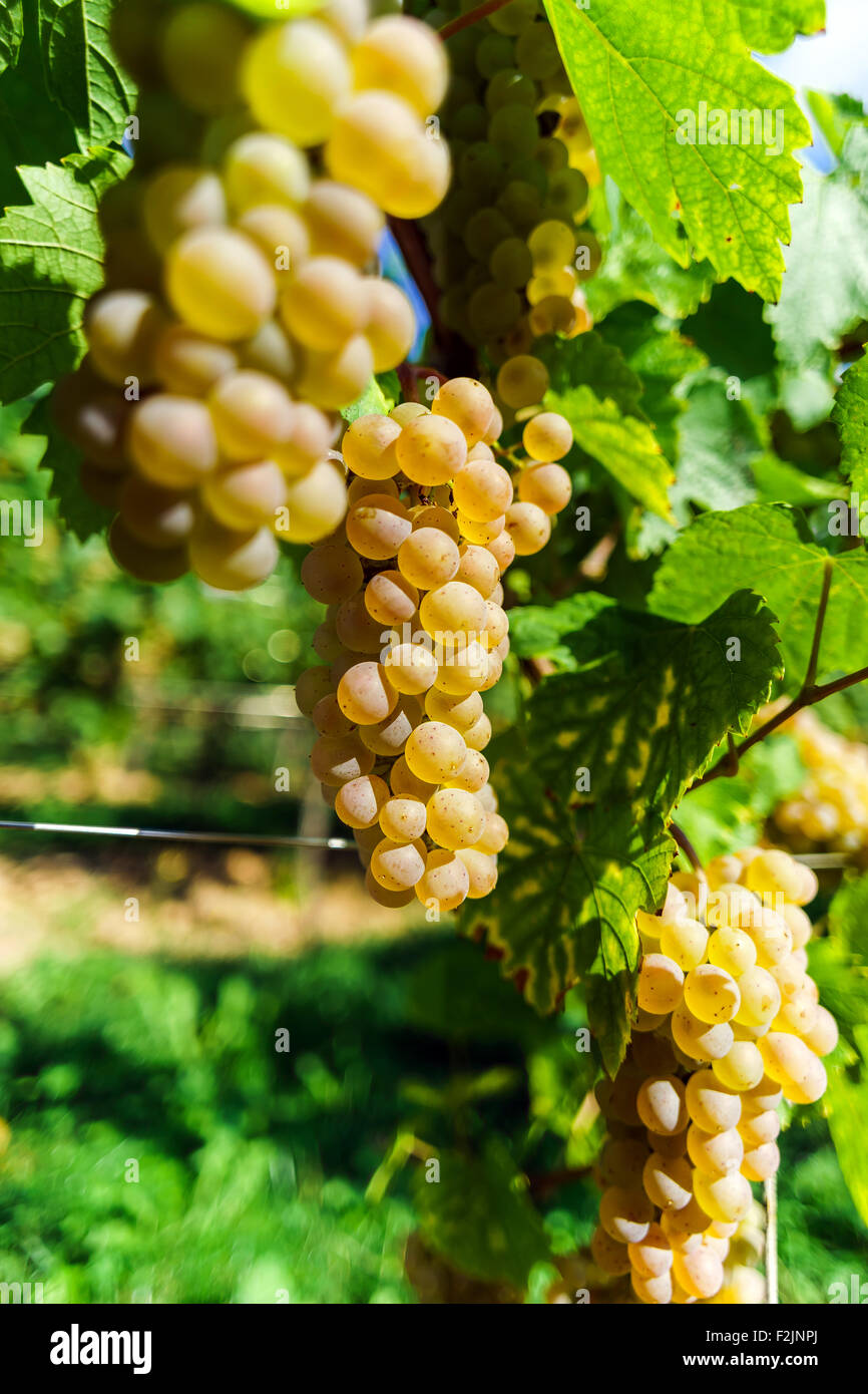 Muscat grape bunch on the sun, vine harvest, France Stock Photo - Alamy