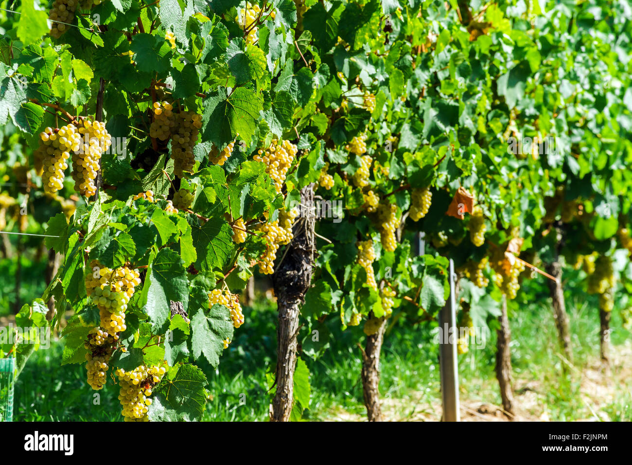 Muscat grape bunch on the sun, vine harvest, France Stock Photo - Alamy