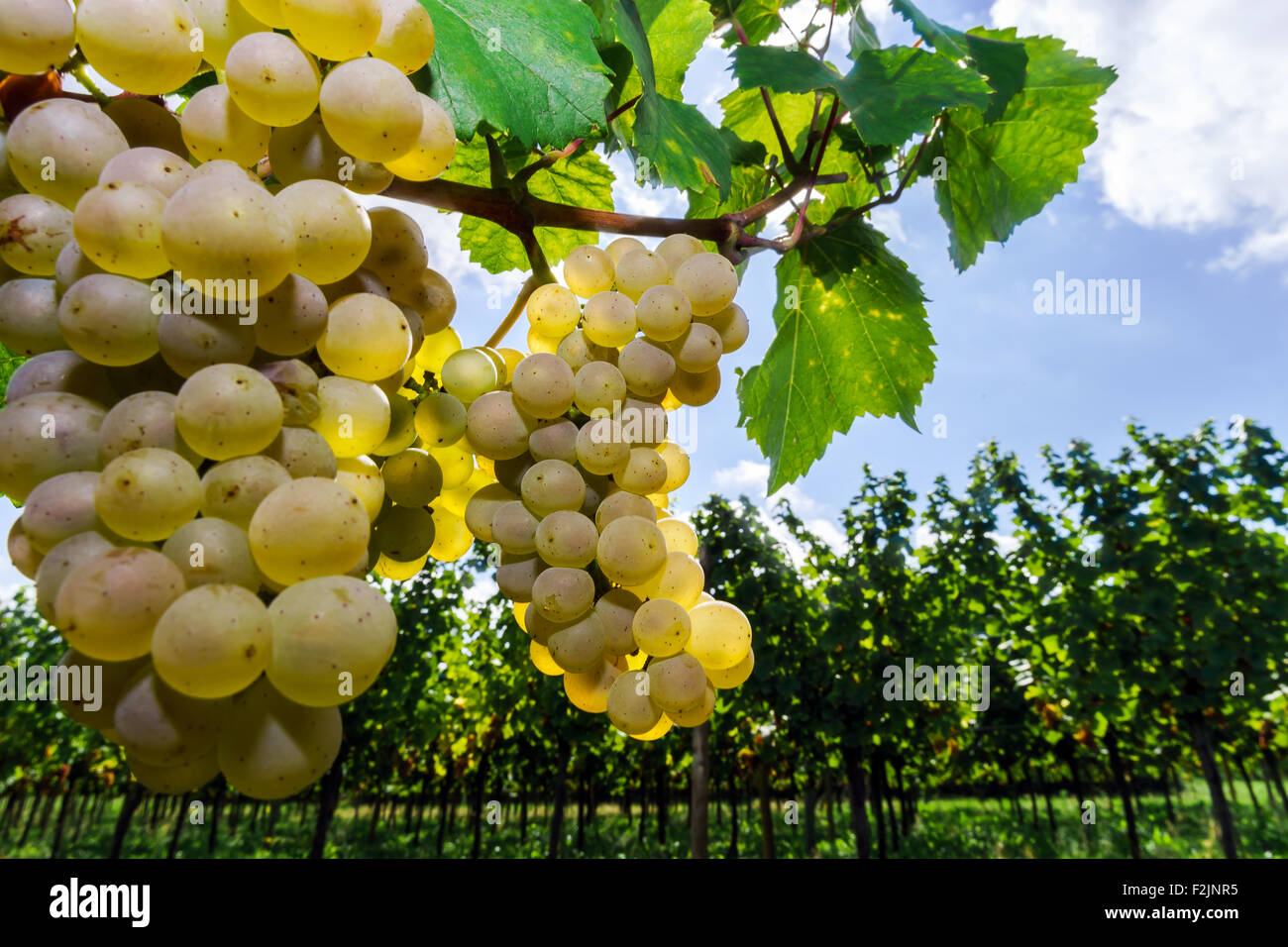 Muscat grape bunch on the sun, vine harvest, France Stock Photo - Alamy