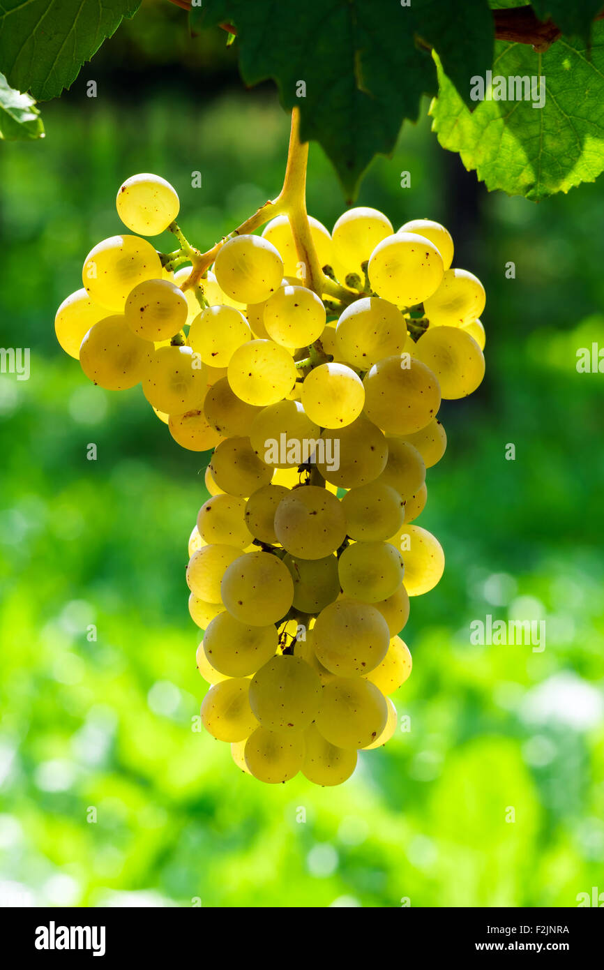 Muscat grape bunch on the sun, vine harvest, France Stock Photo - Alamy