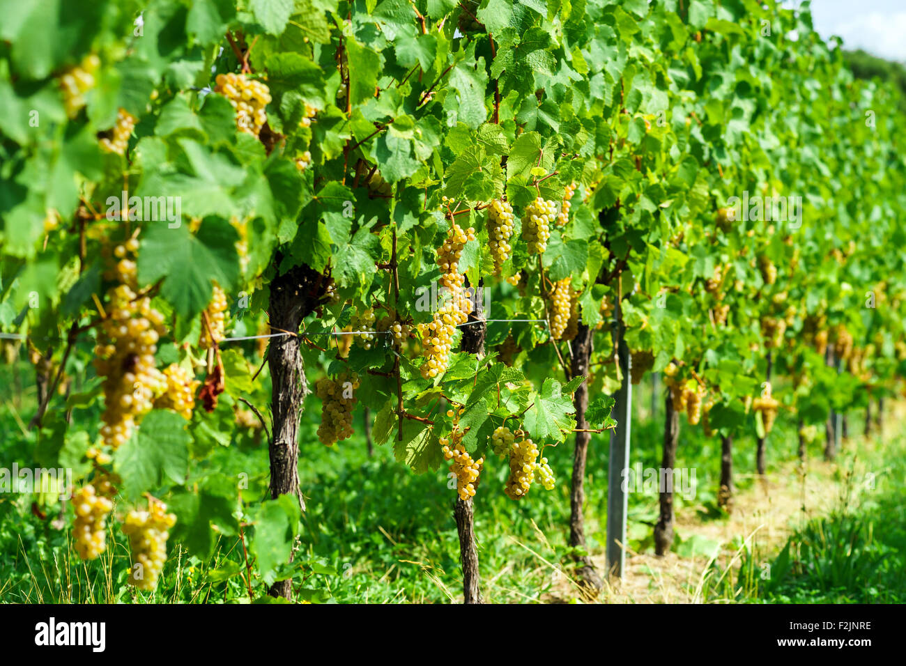 Muscat grape bunch on the sun, vine harvest, France Stock Photo - Alamy