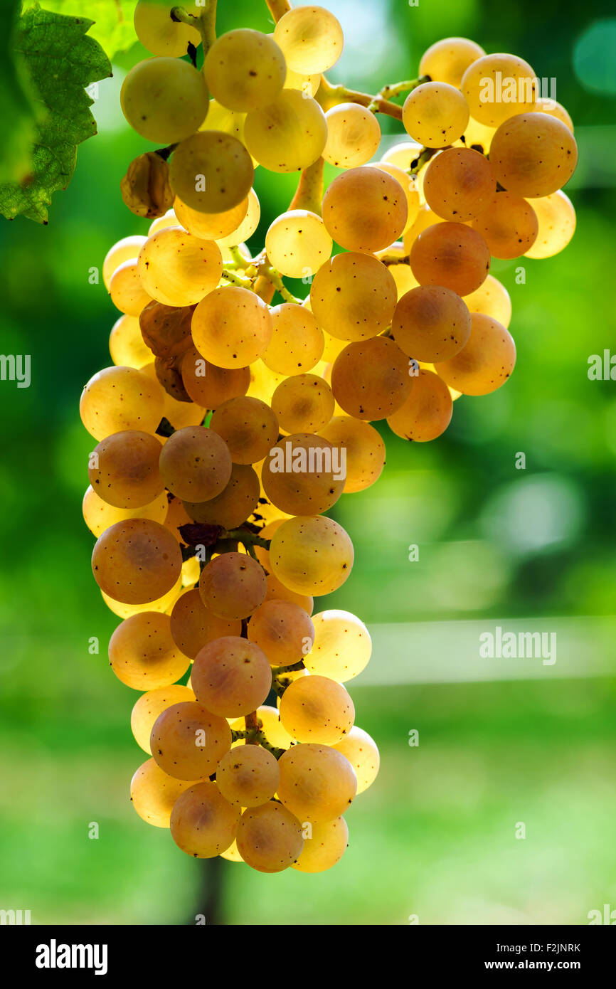 Muscat grape bunch on the sun, vine harvest, France Stock Photo - Alamy