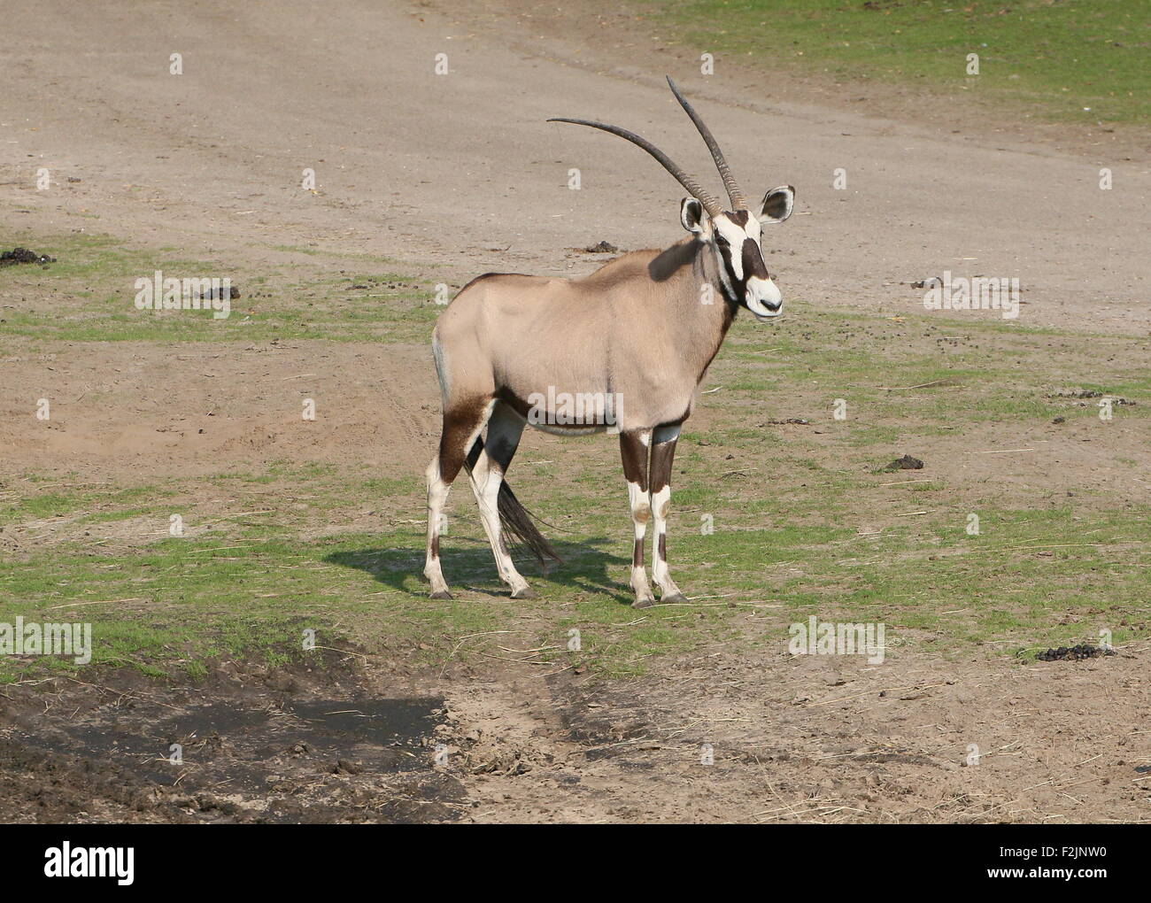 Male South African Gemsbok antelope (Oryx gazella Stock Photo - Alamy