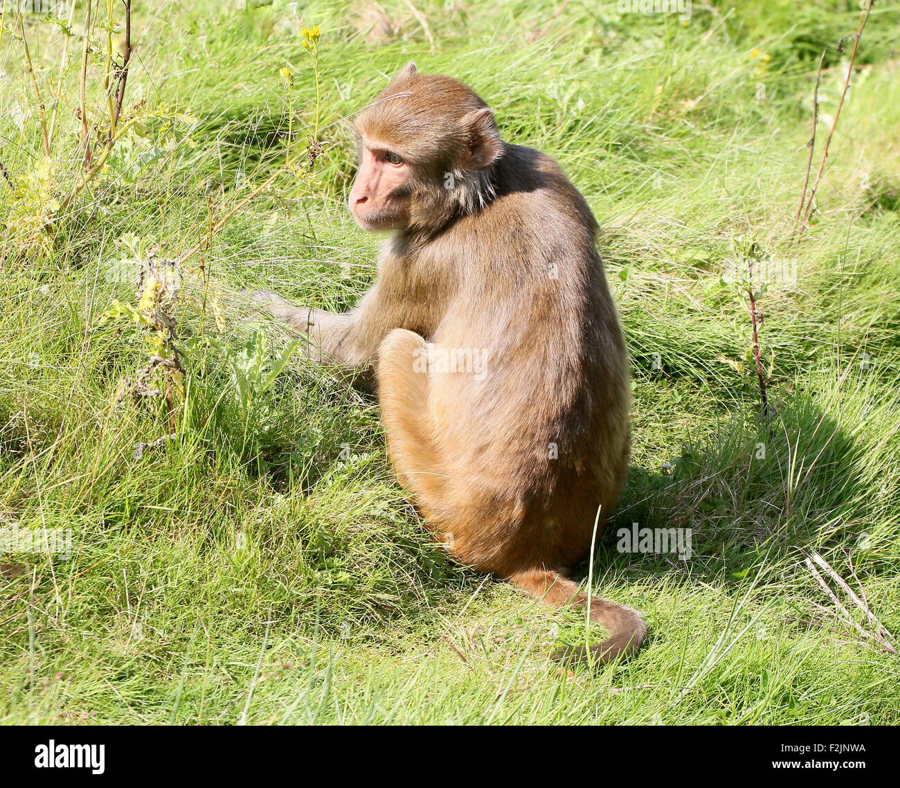 Southern Asian Rhesus macaque (Macaca mulatta Stock Photo - Alamy