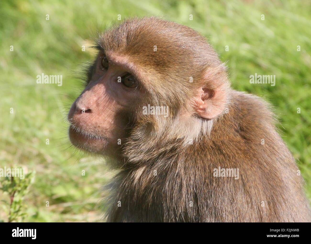 Southern Asian Rhesus macaque (Macaca mulatta) close-up portrait Stock ...