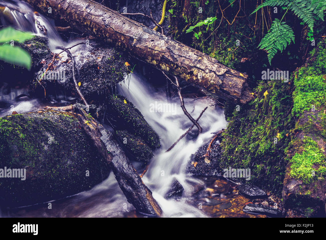 Water flowing in forest Stock Photo - Alamy