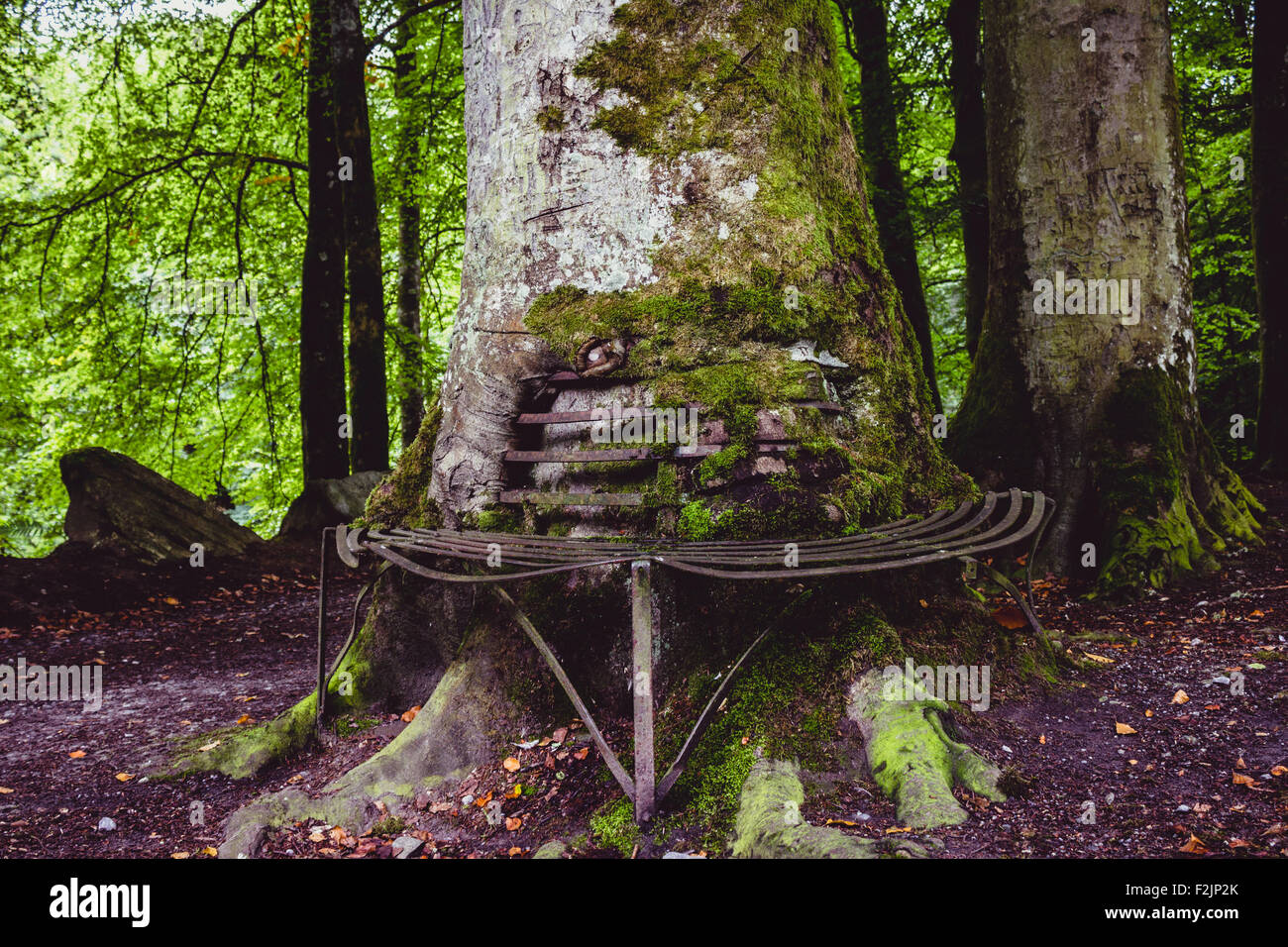 Bench and tree in forest Stock Photo - Alamy