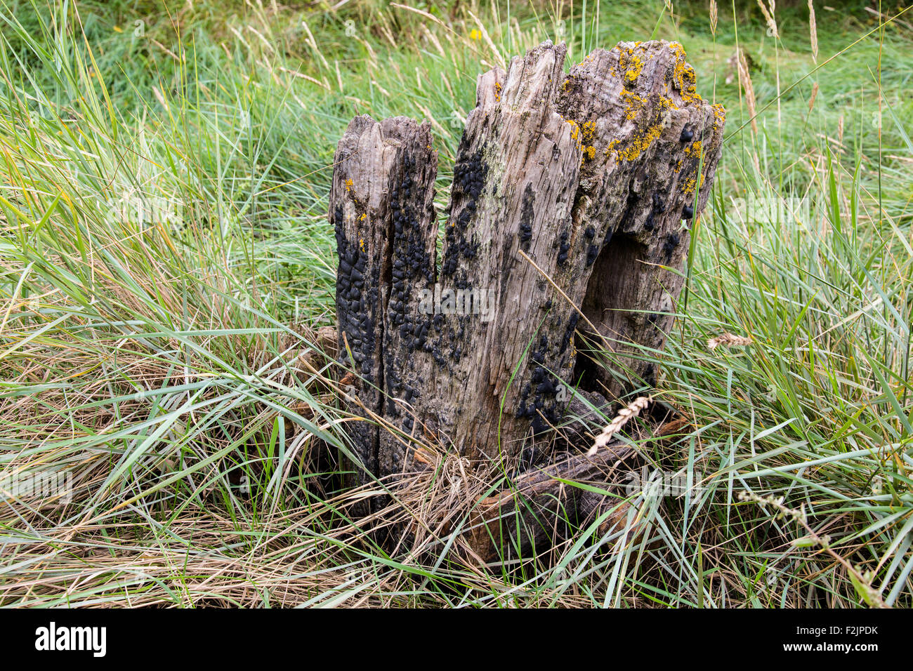 Abandoned boats at Purton ship graveyard on the bank of the river ...