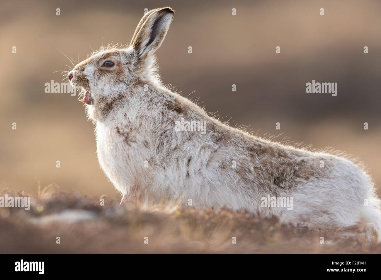 Mountain Hare (Lepus timidus) adult yawning and stretching Stock Photo ...
