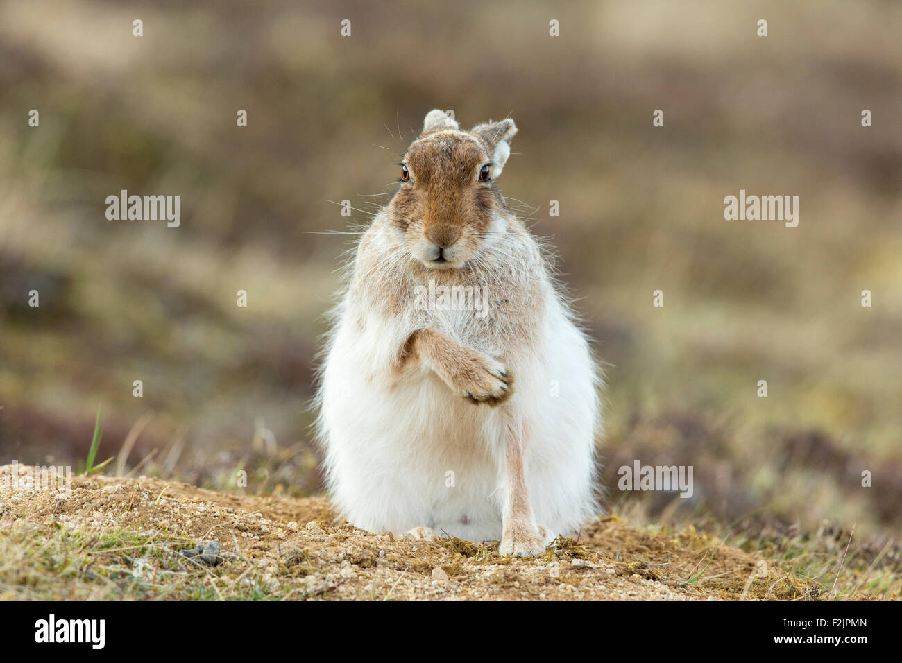 Hare front view hi-res stock photography and images - Alamy