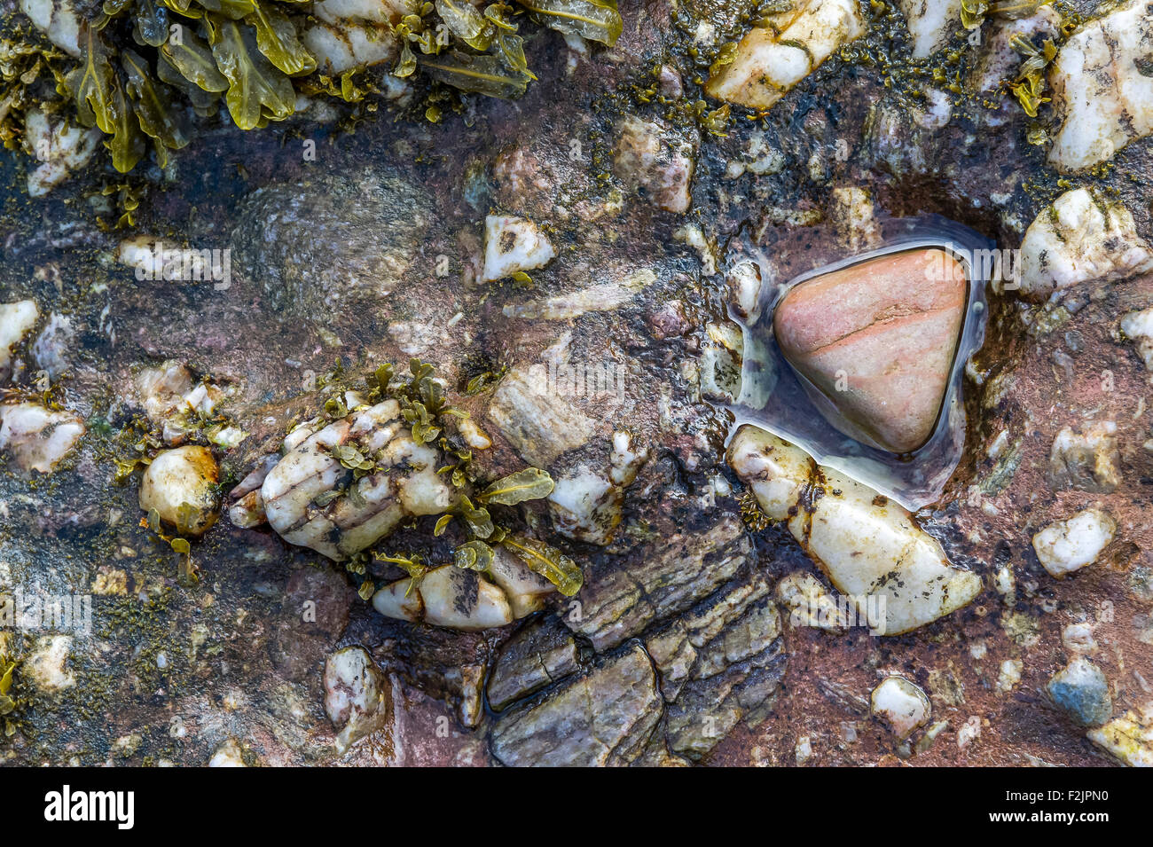 Patterns in Conglomerate Rock Stock Photo - Alamy