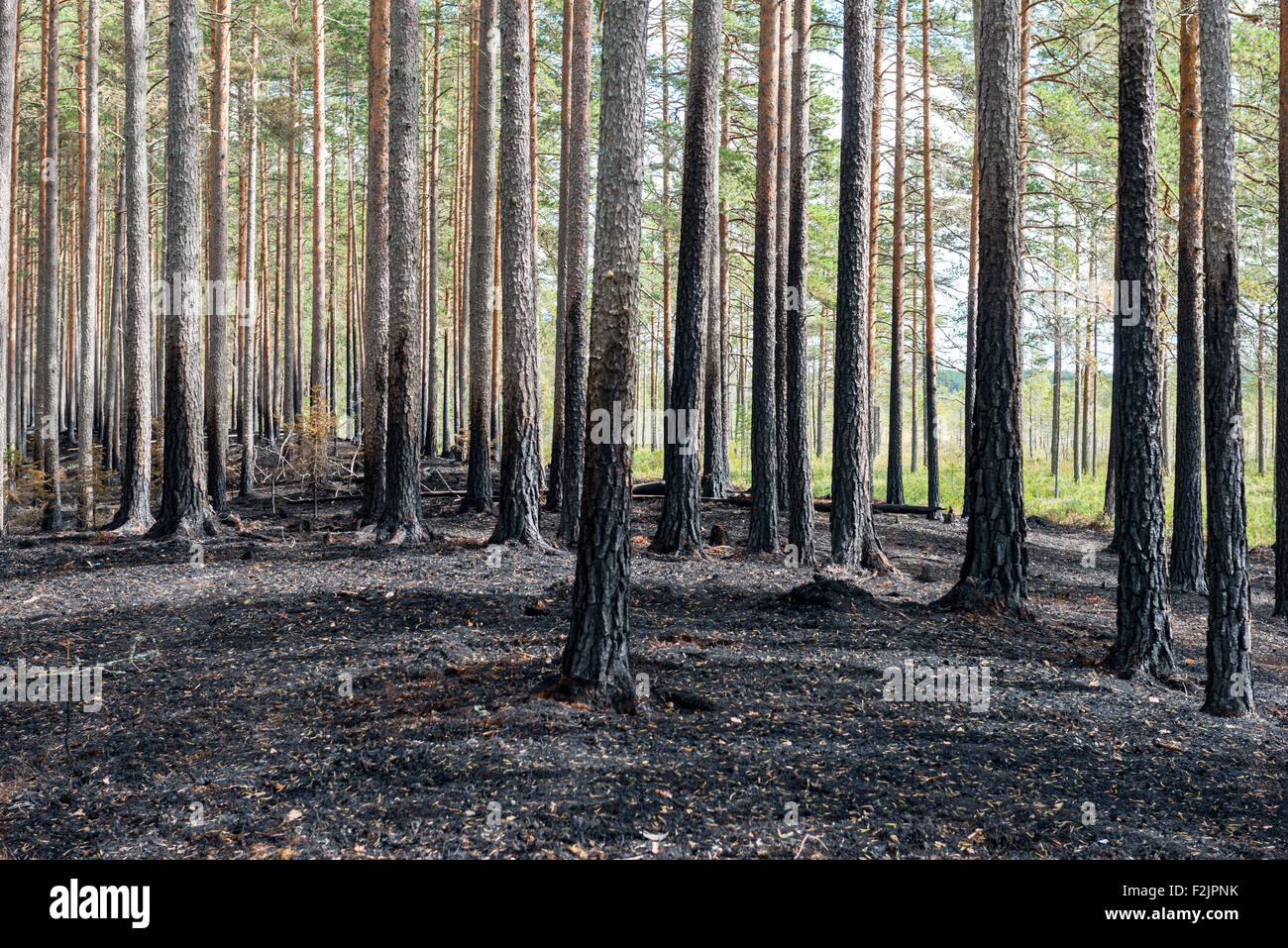 Black ashes from burnt hi-res stock photography and images - Alamy