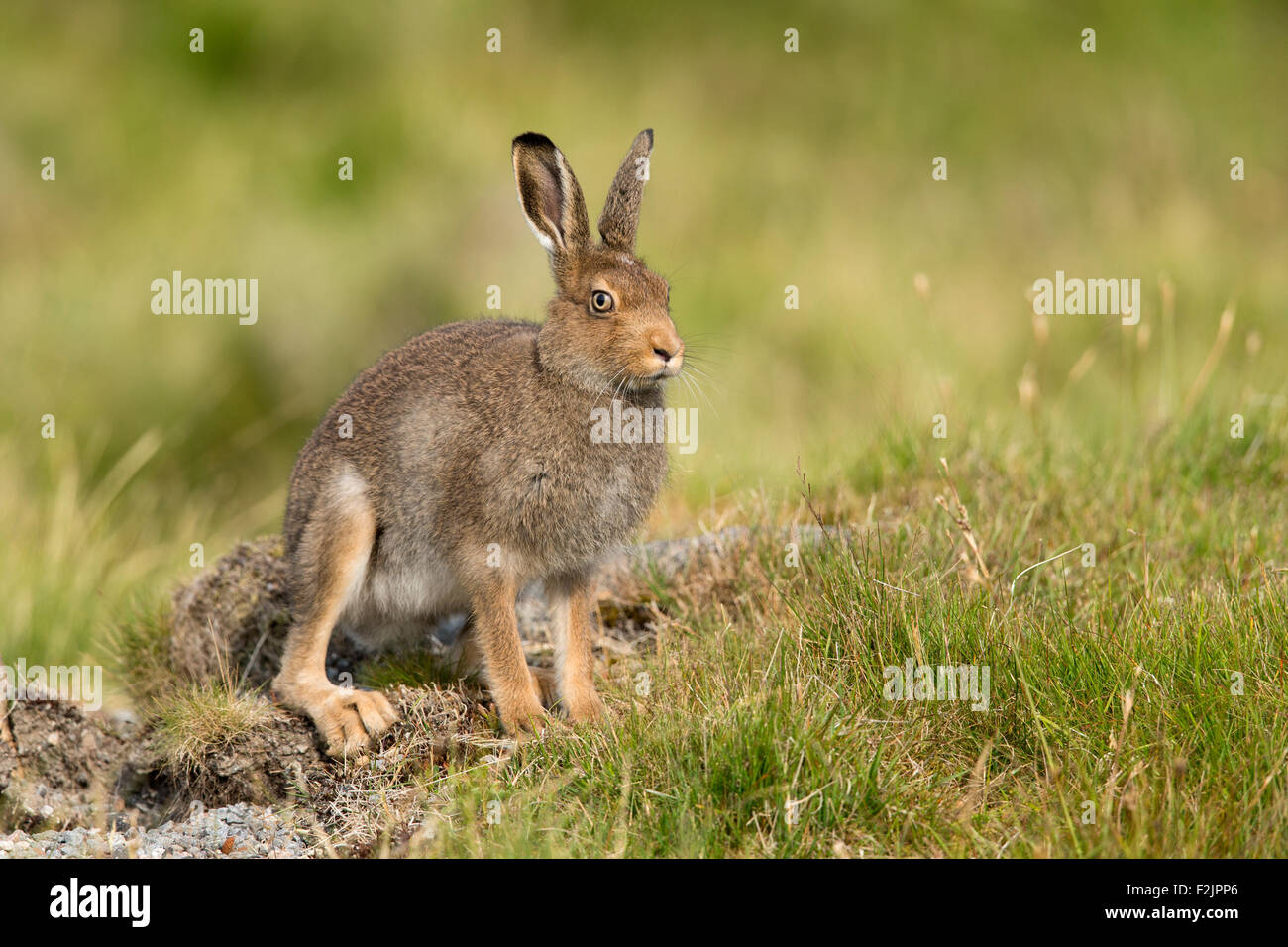 Mountain Hare (Lepus timidus) sub-adult in summer pelage sitting on ...