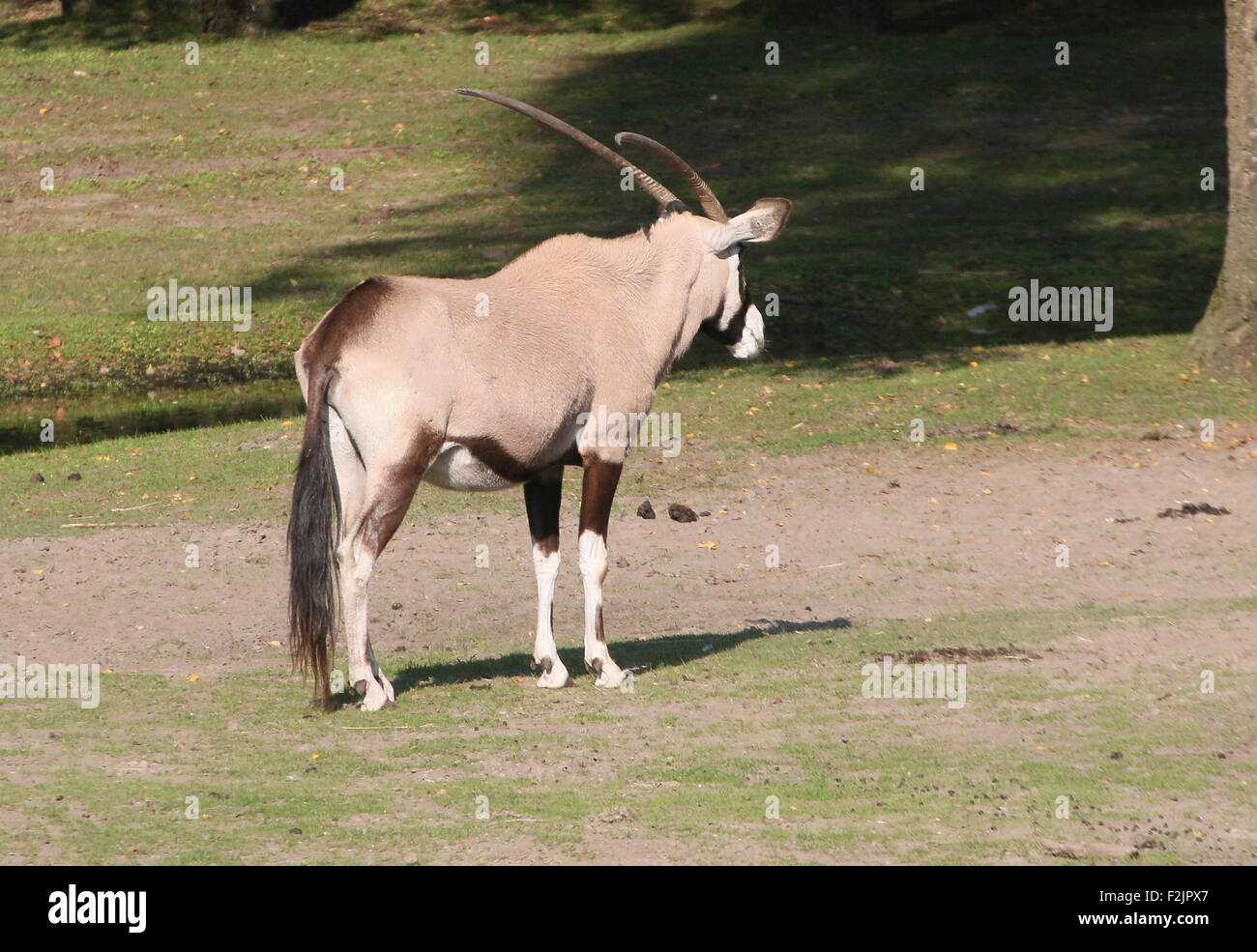 African gemsbok hi-res stock photography and images - Alamy