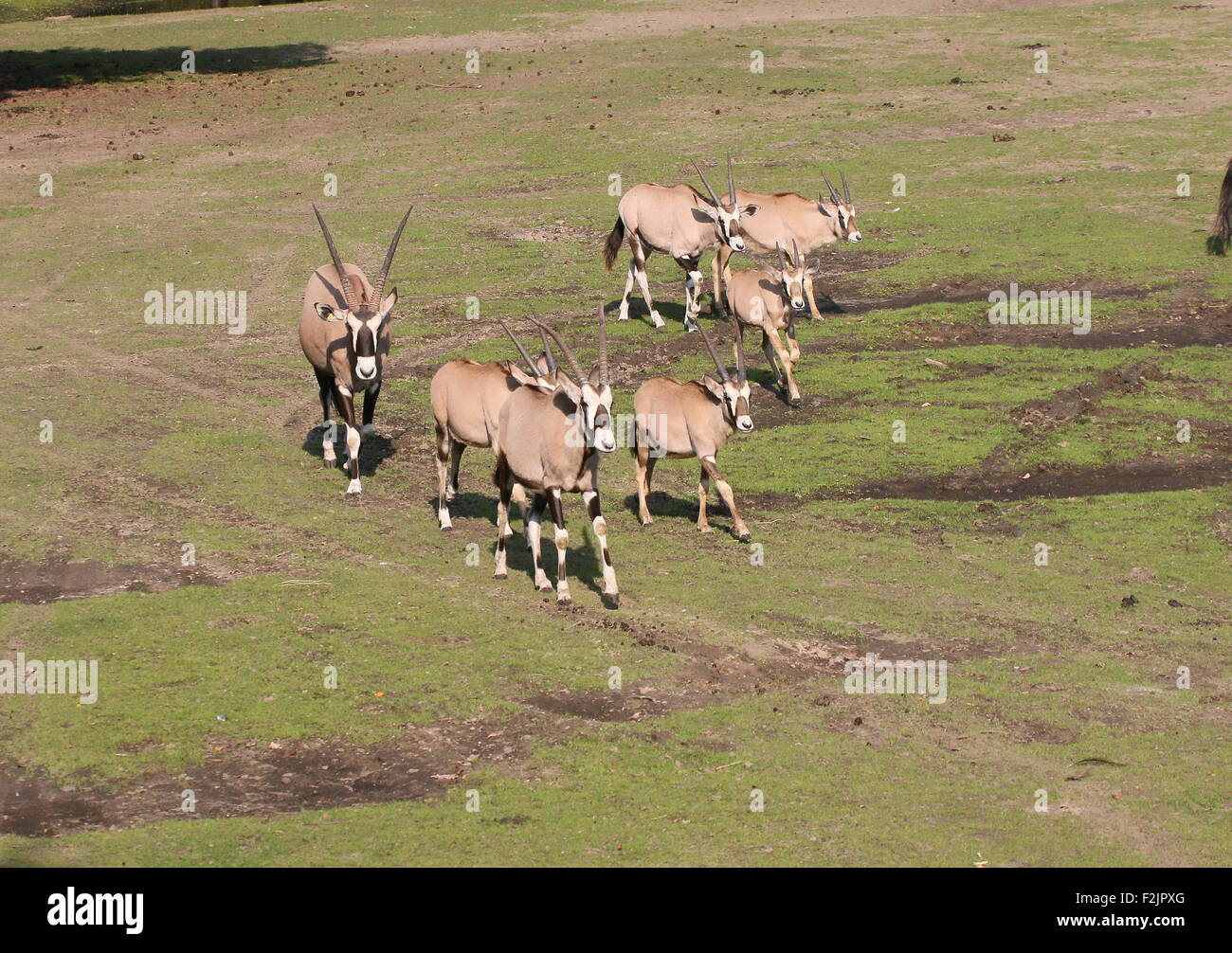 African gemsbok hi-res stock photography and images - Alamy