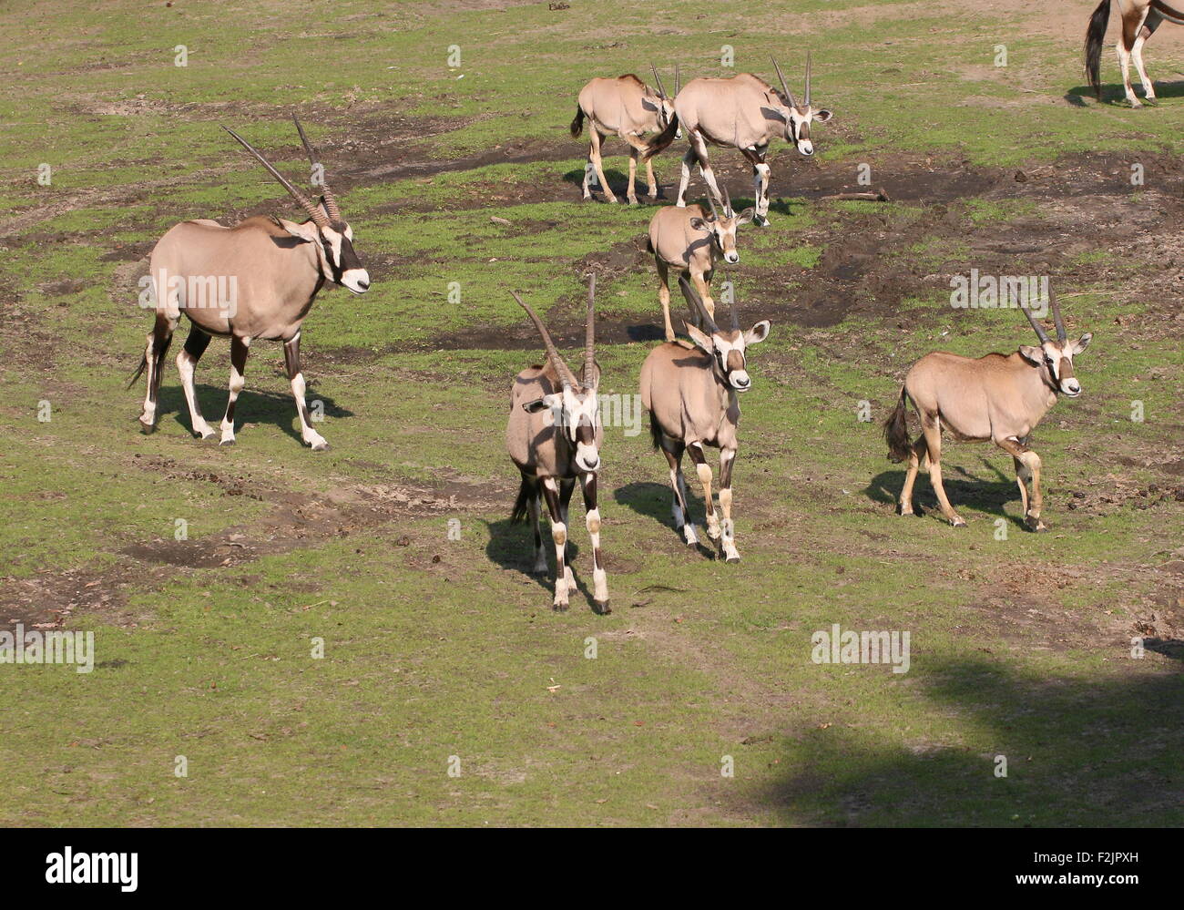 Female gemsbok hi-res stock photography and images - Alamy