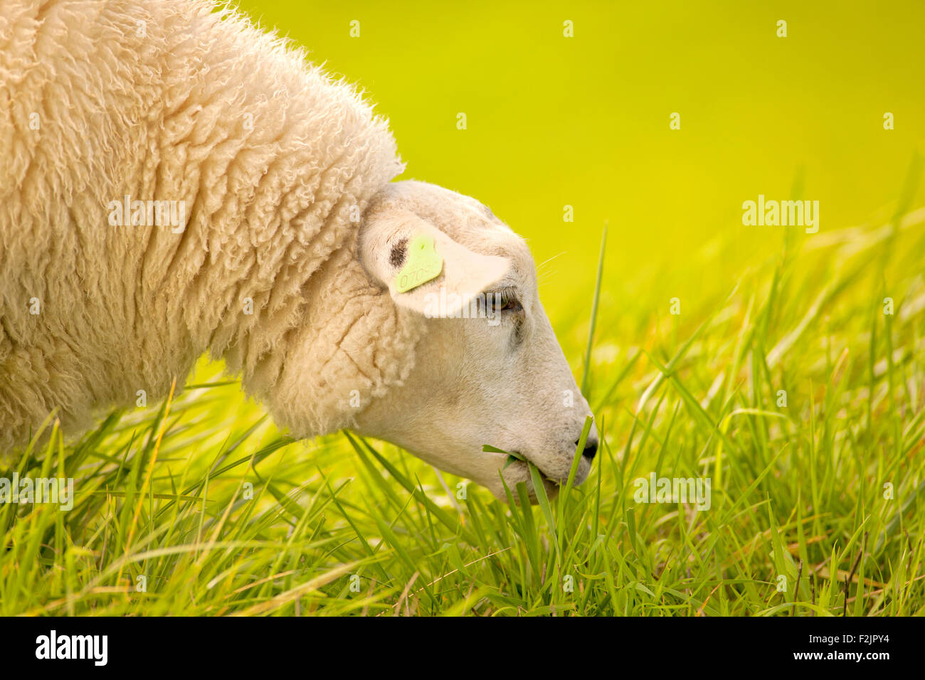 Adult sheep hi-res stock photography and images - Alamy