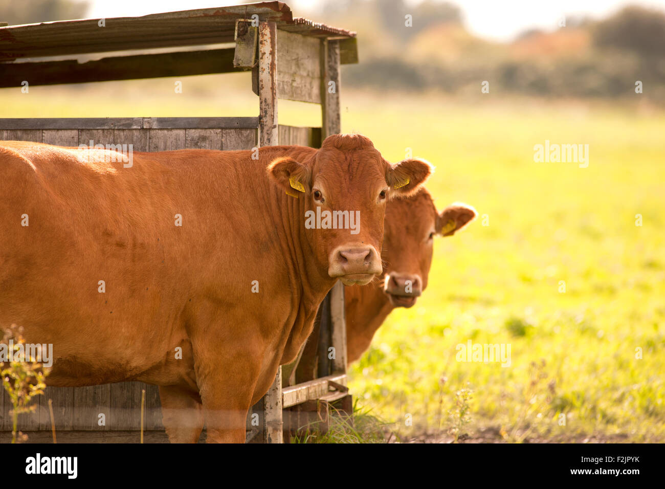 Limosine cows hi-res stock photography and images - Alamy